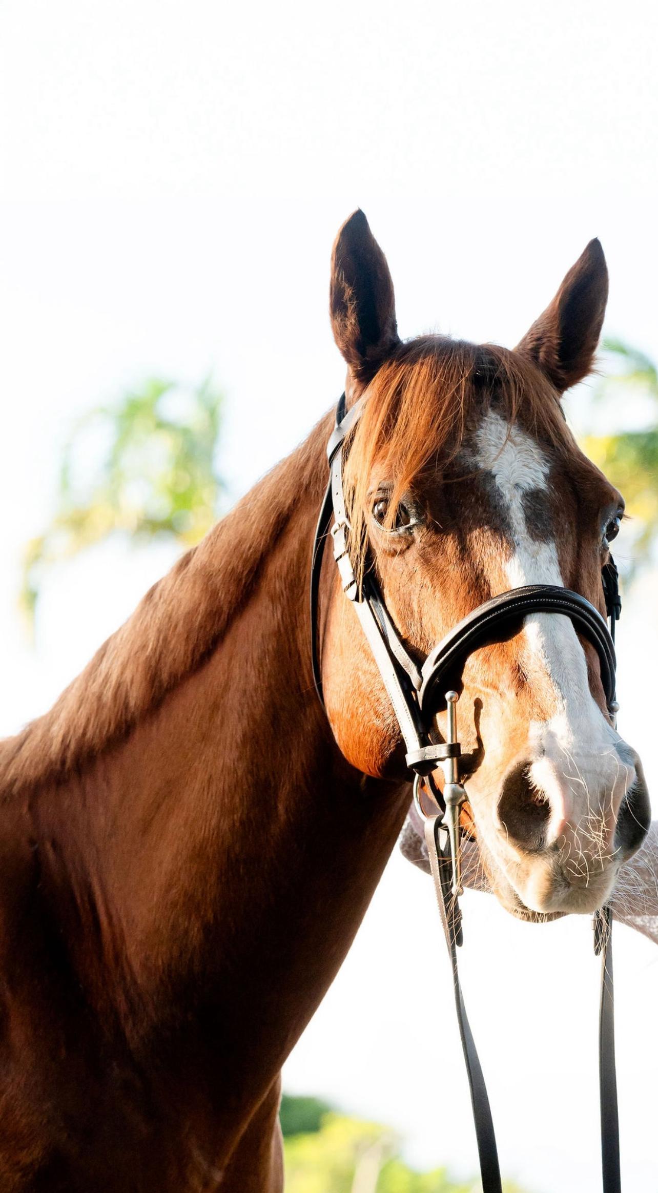 Dallas Quarter Pony Jumper