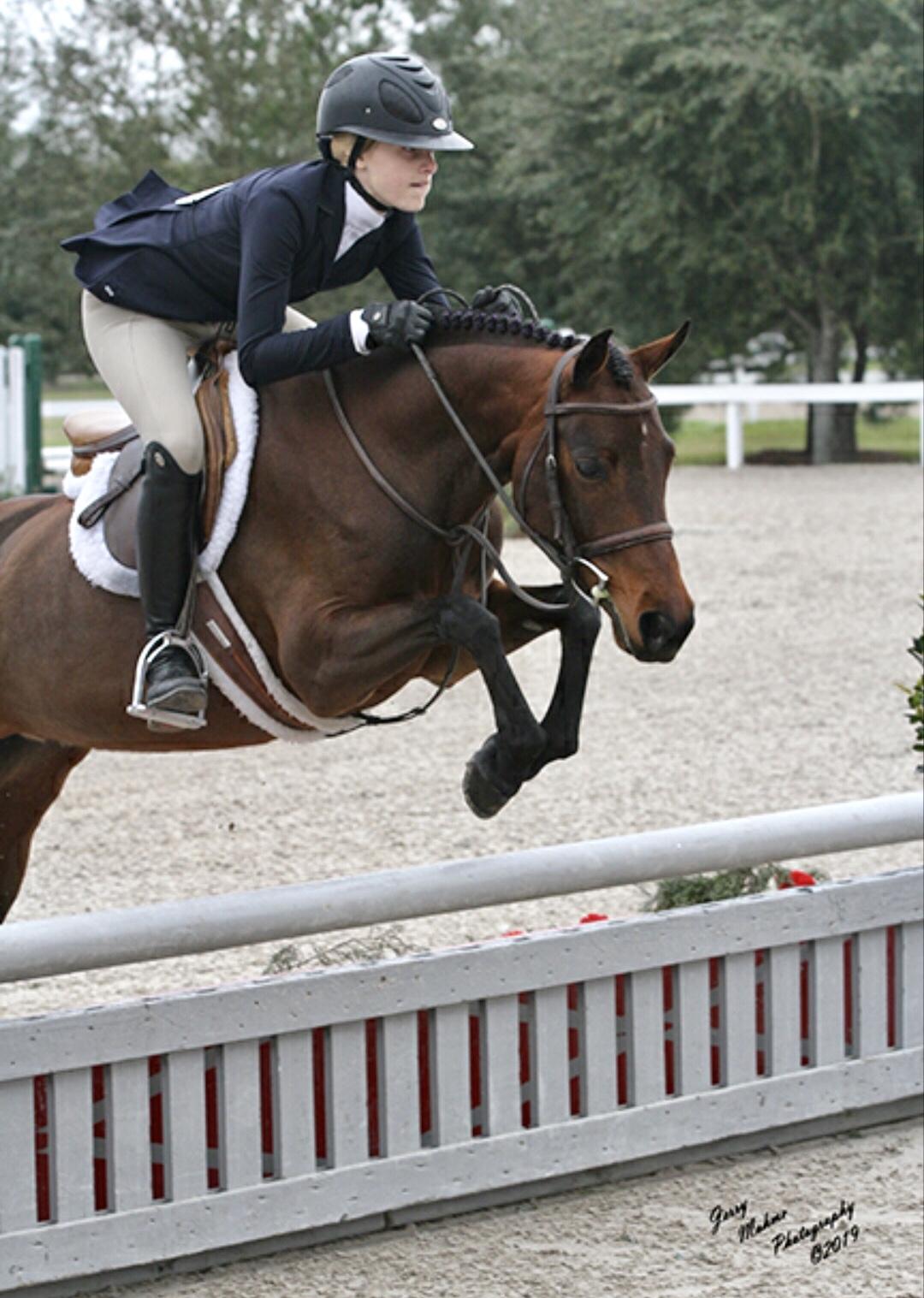 Bo's Gypsy Girl Welsh Cross Hunter