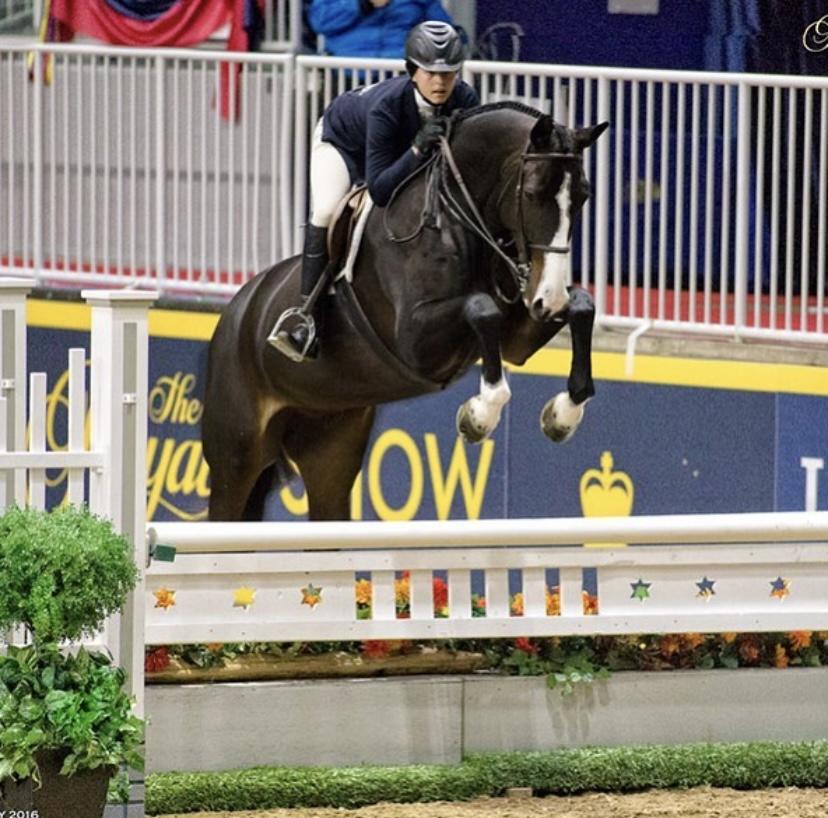 Excellent Balou Dutch Warmblood Equitation