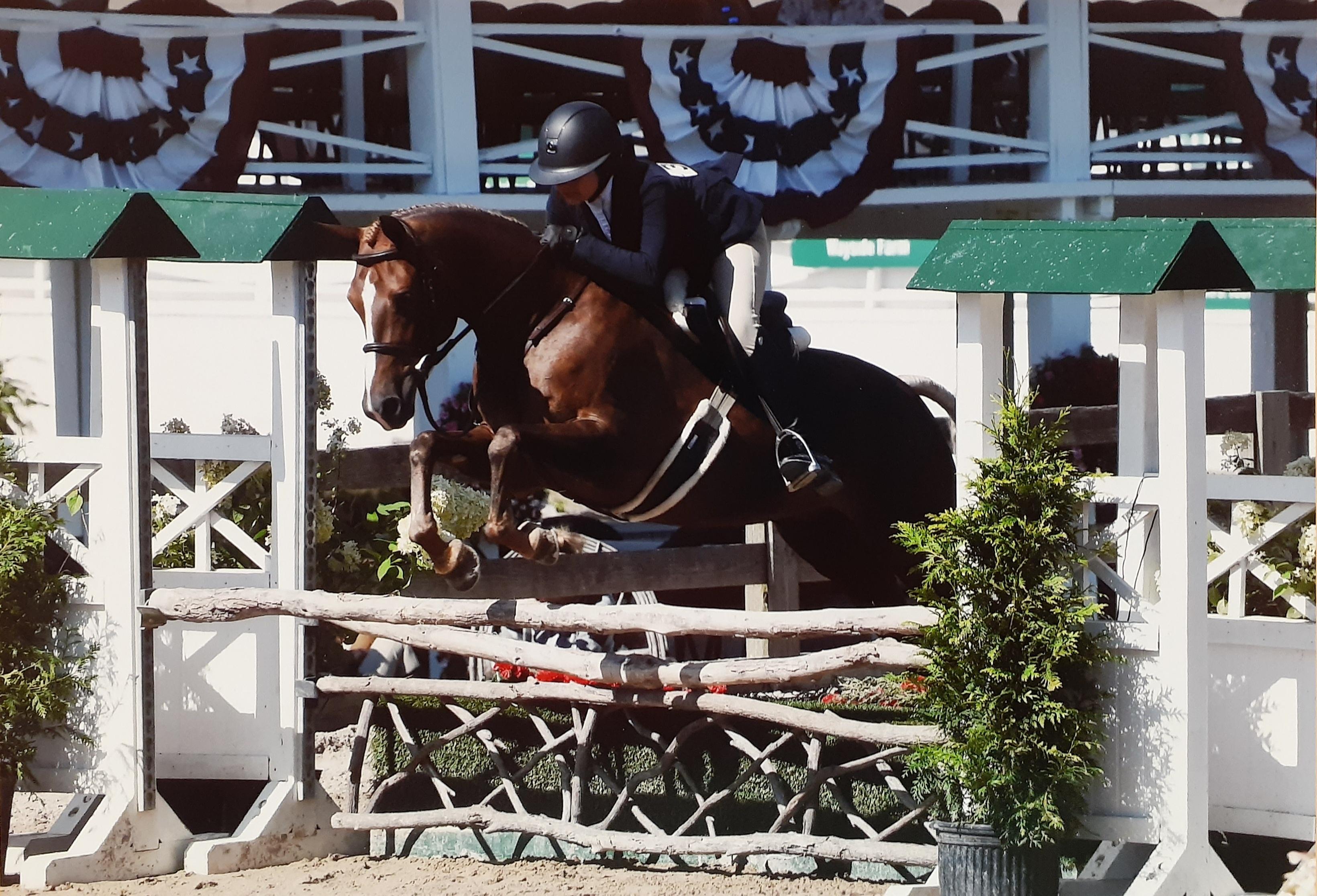 Glamorous Welsh Cross Hunter