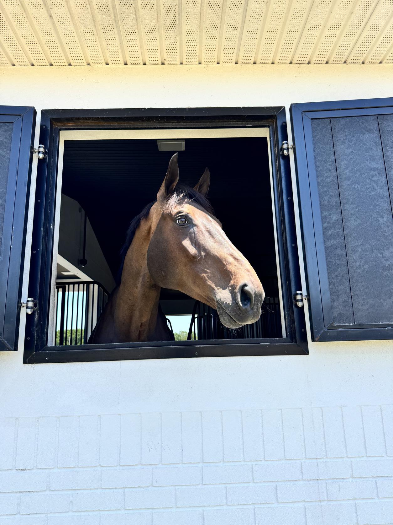 HSR Corindus Warmblood Hunter