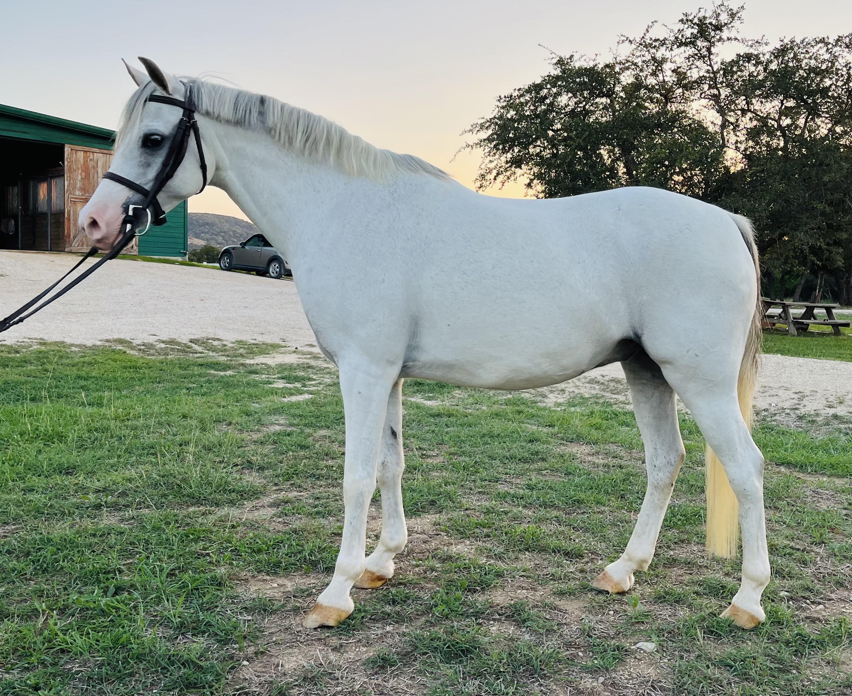 Masquerade Welsh Pony Hunter