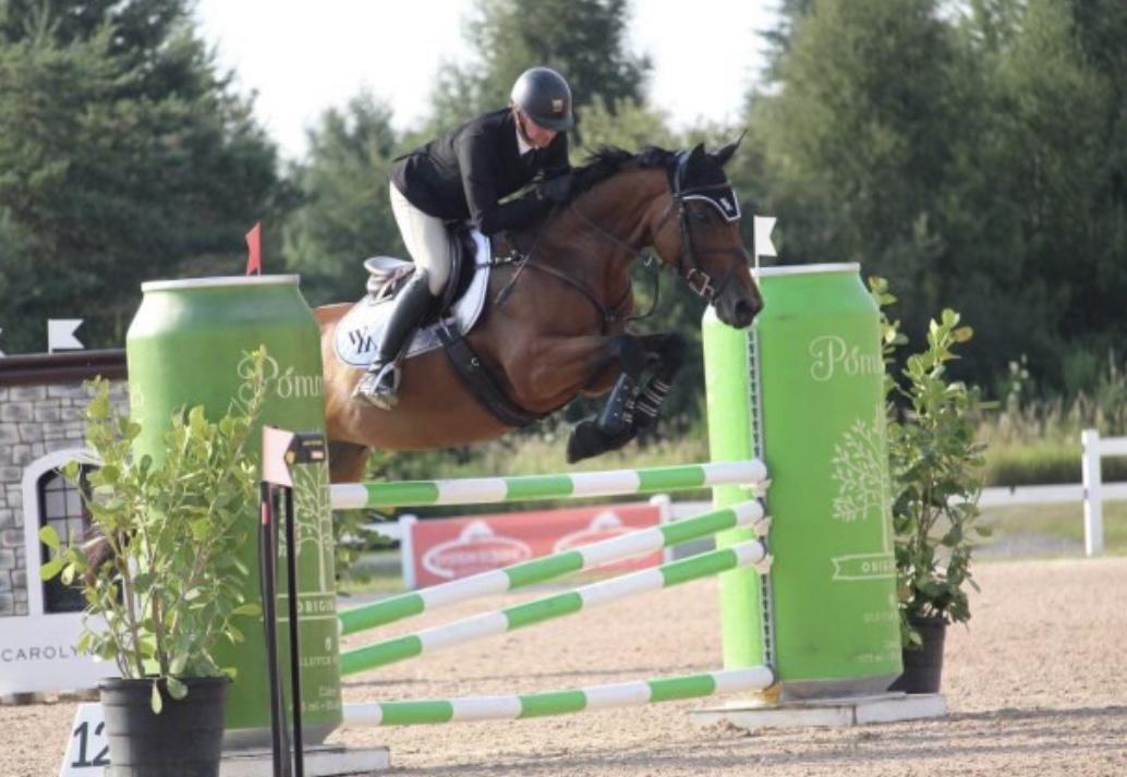 Wren B Canadian Warmblood Jumper