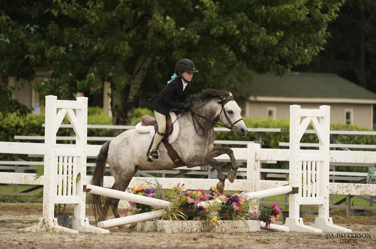 Little Blue Boy Welsh Pony Hunter