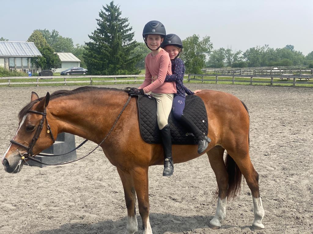 Made You Look Welsh Cob Hunter