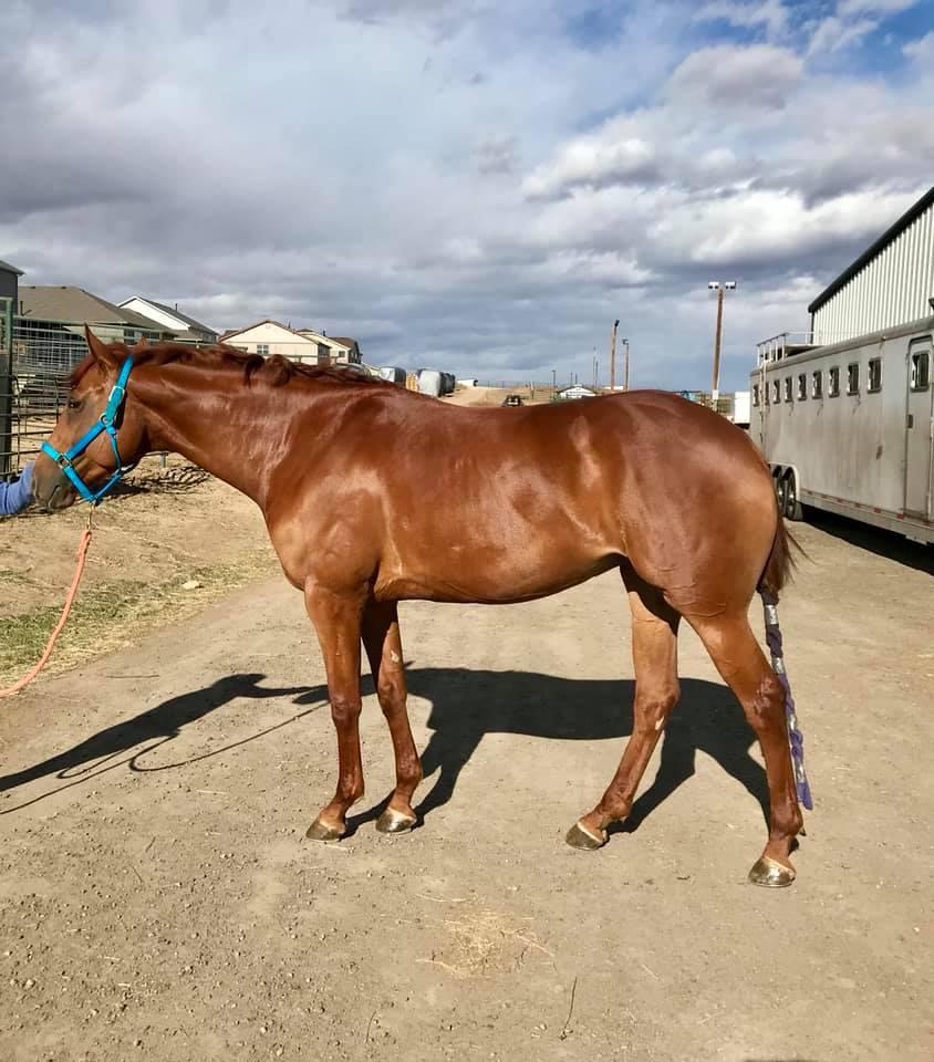 BMQ Legacy of Roses Appendix Equitation