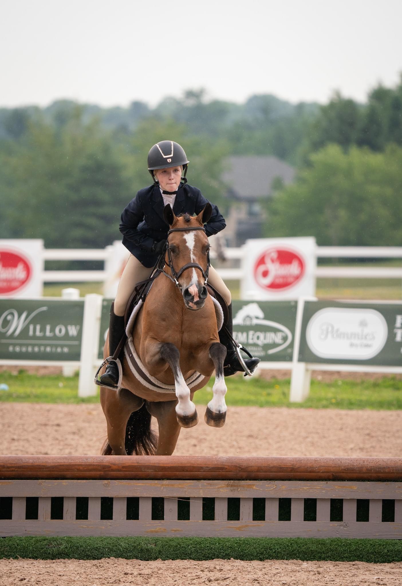 Made You Look Welsh Cob Hunter