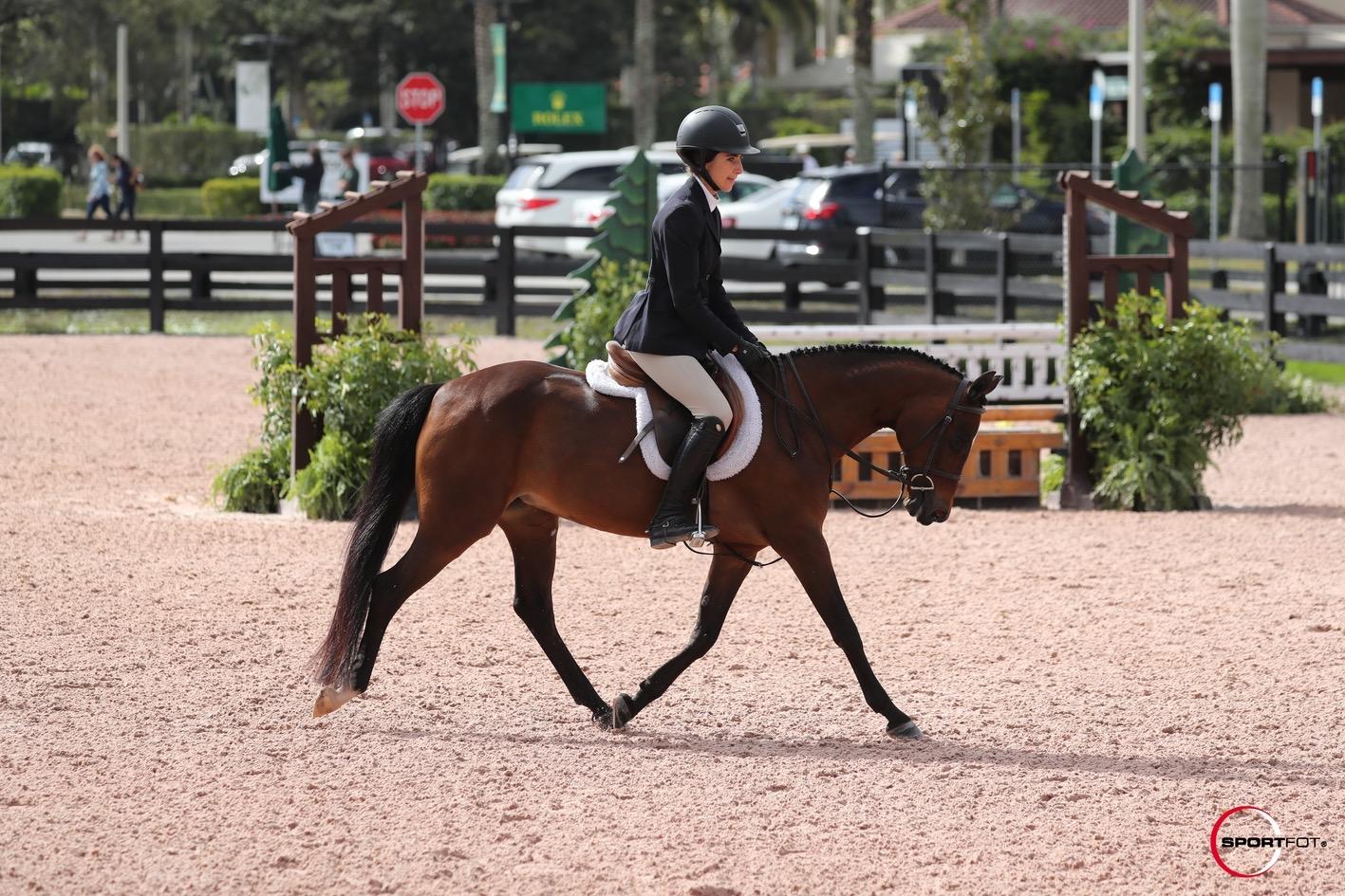 Orchard Hills Star Bright Welsh Cross