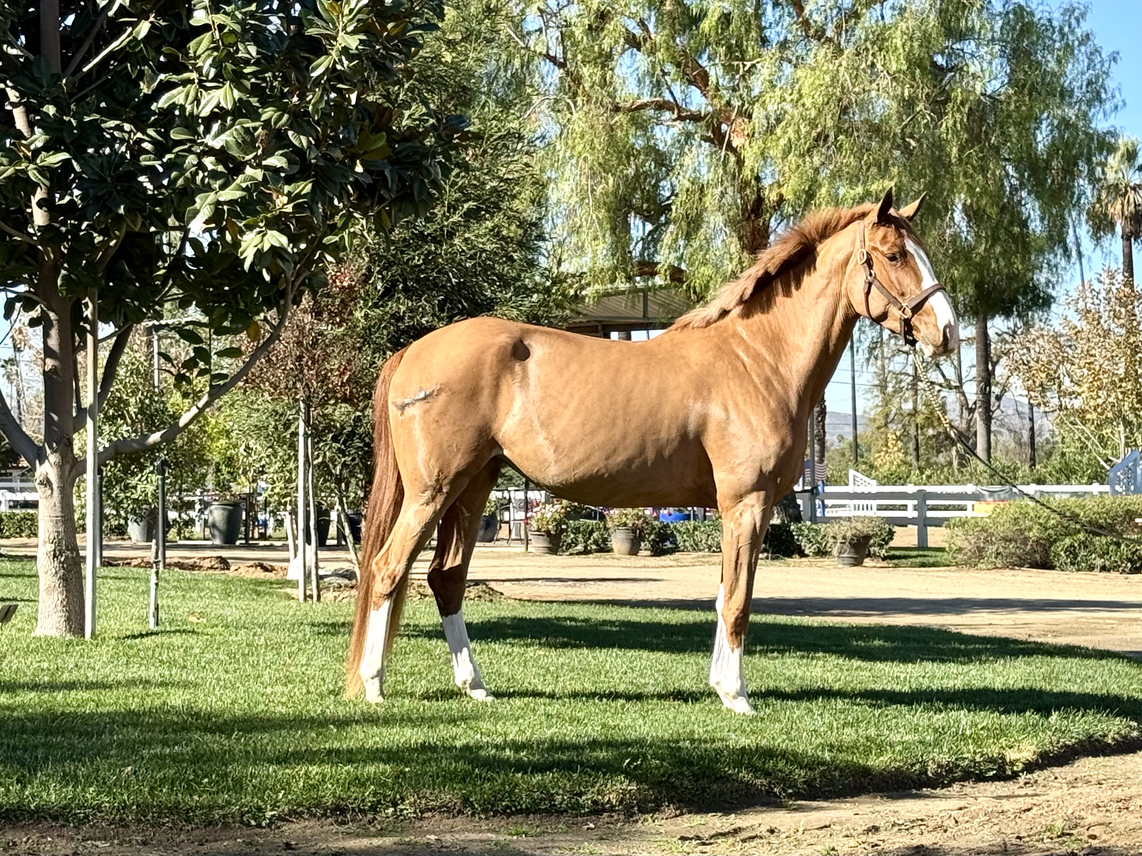 Angel PF Dutch Warmblood Jumper