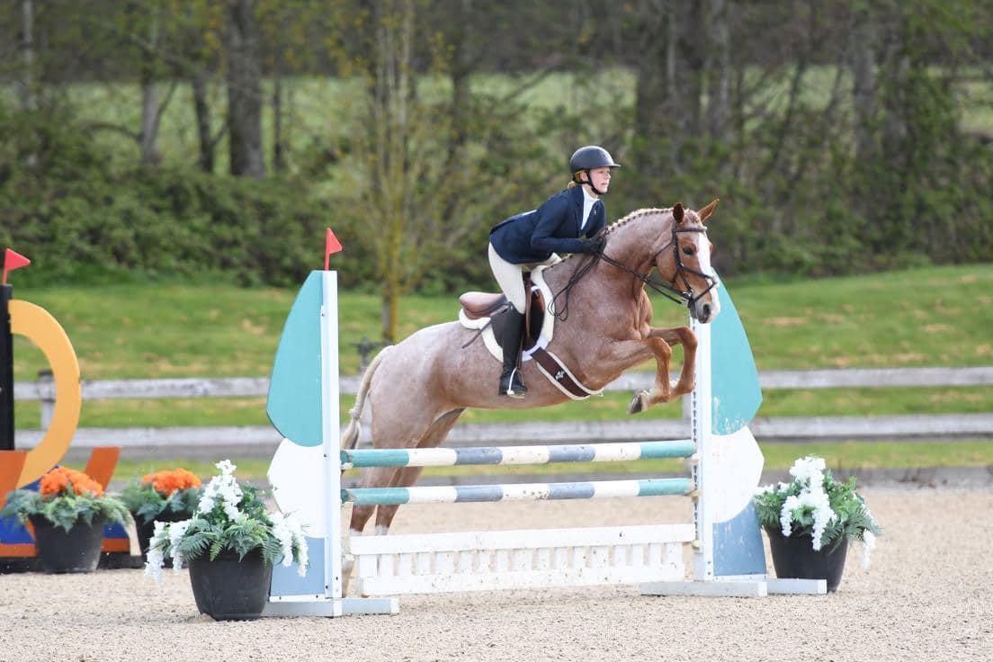 Pink Whitney Welsh Cross Hunter