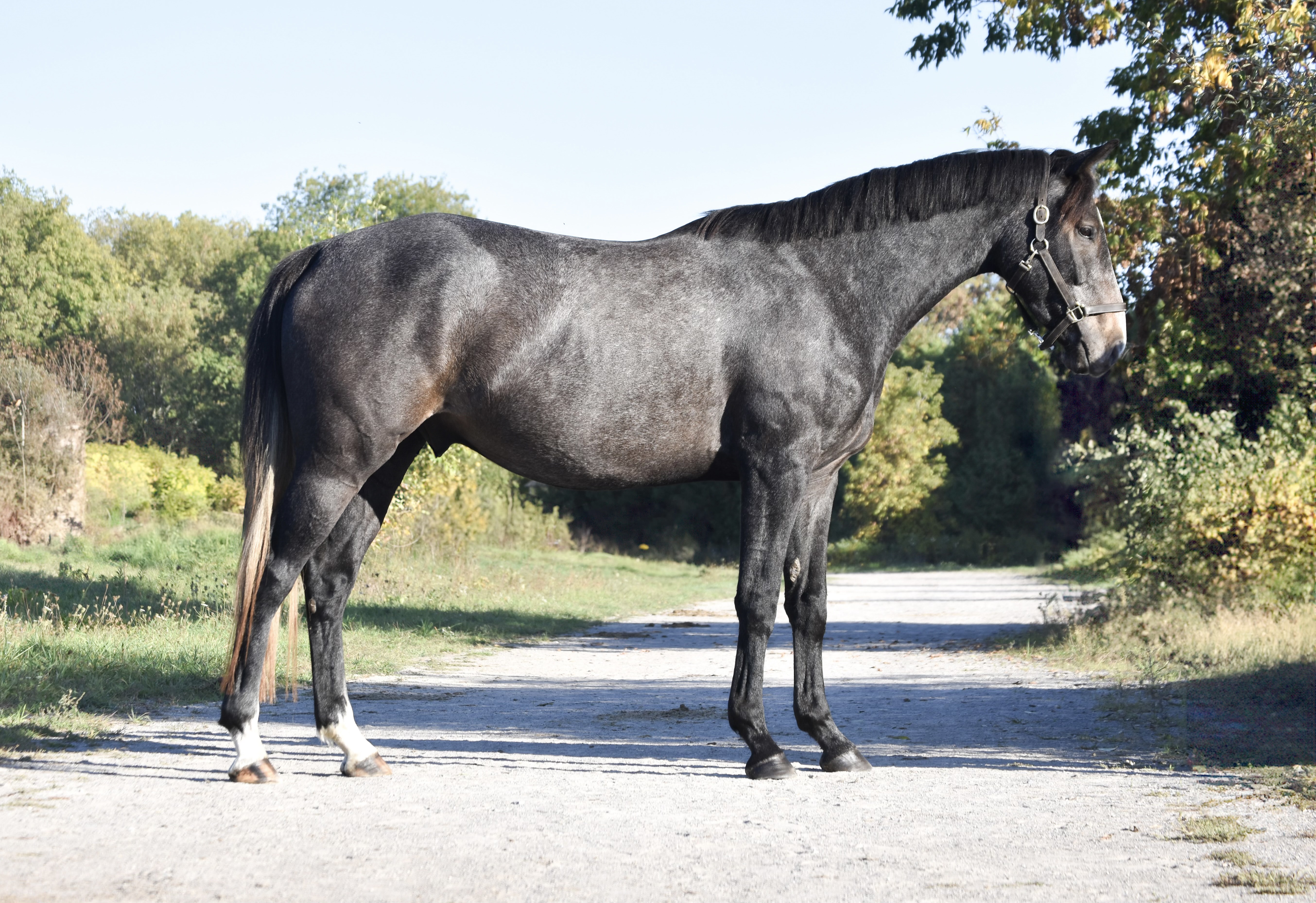 Cheeto Warmblood Hunter