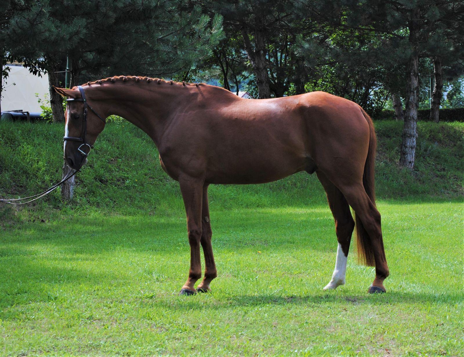Bonpari Czech Warmblood