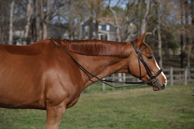Adeline Warmblood Cross Jumper