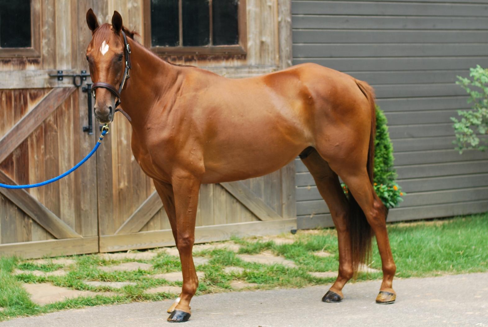 Royal Flame TB Hunter