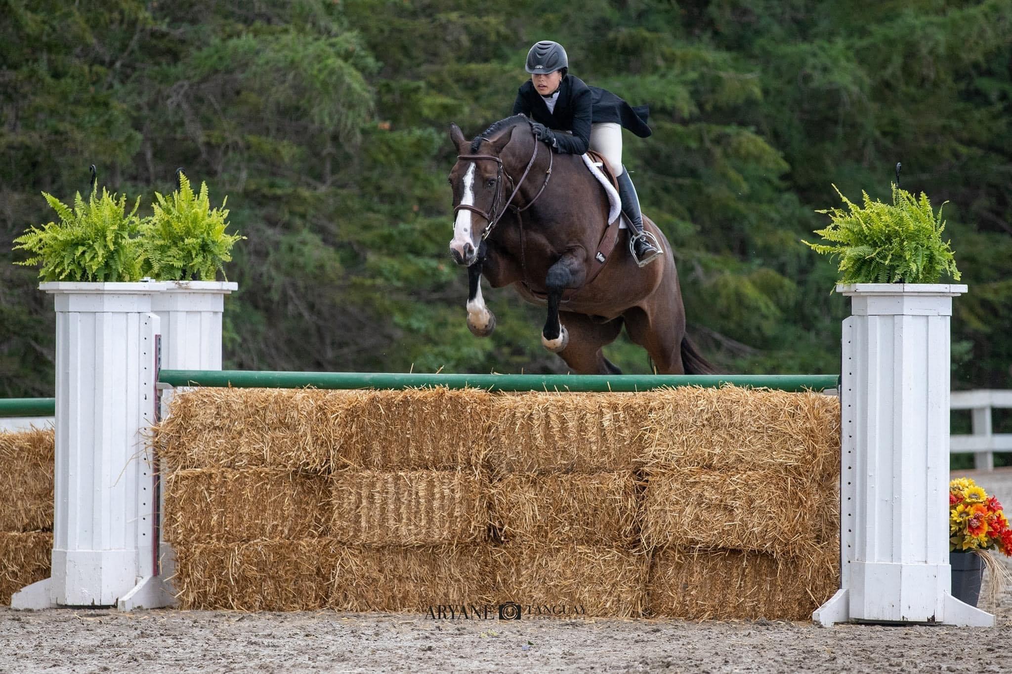 Excellent Balou Dutch Warmblood Equitation