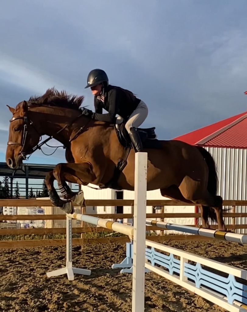 Classified Star Canadian Warmblood