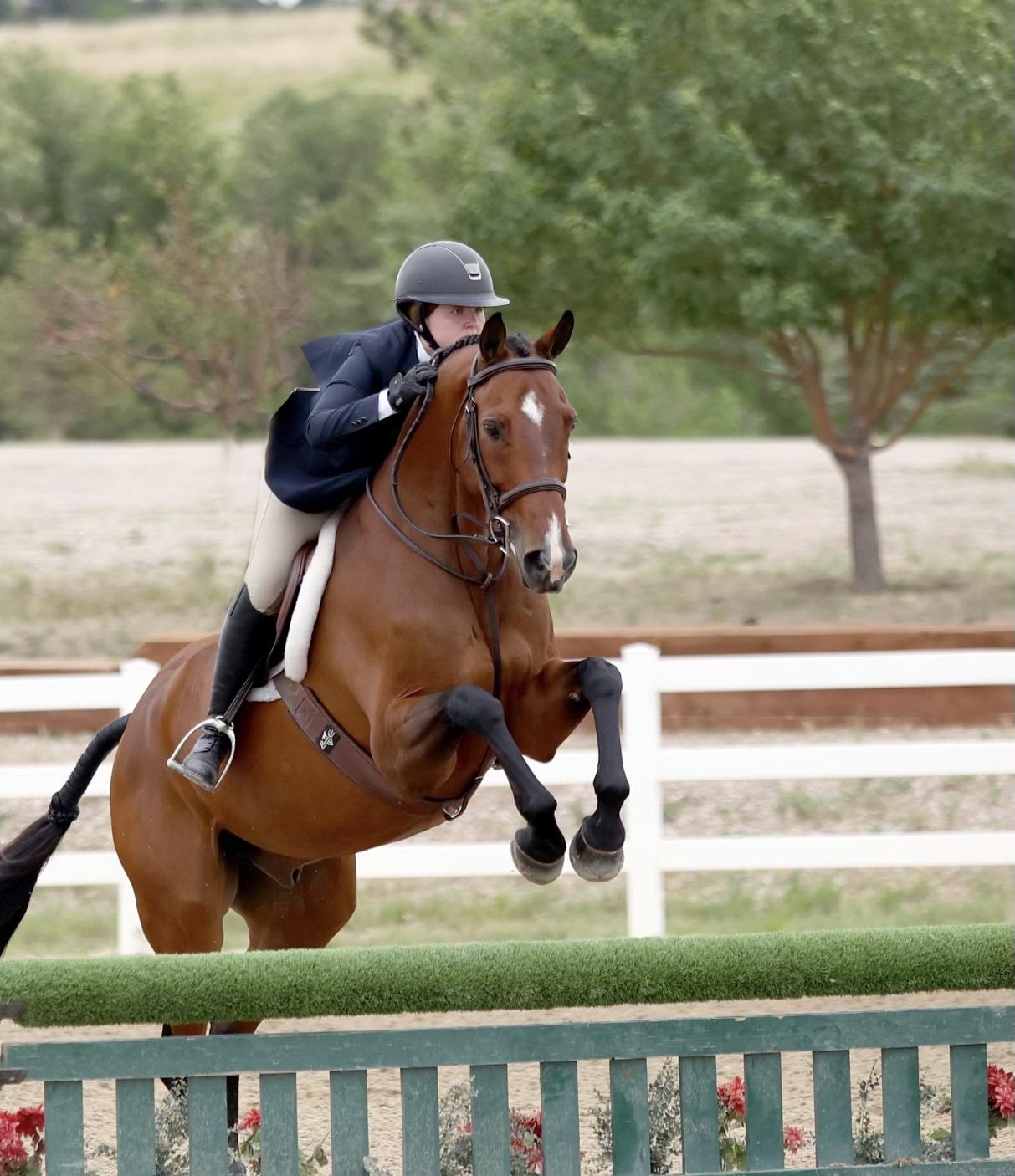 Swanview Lancelot Rocked Irish Sport Horse Hunter