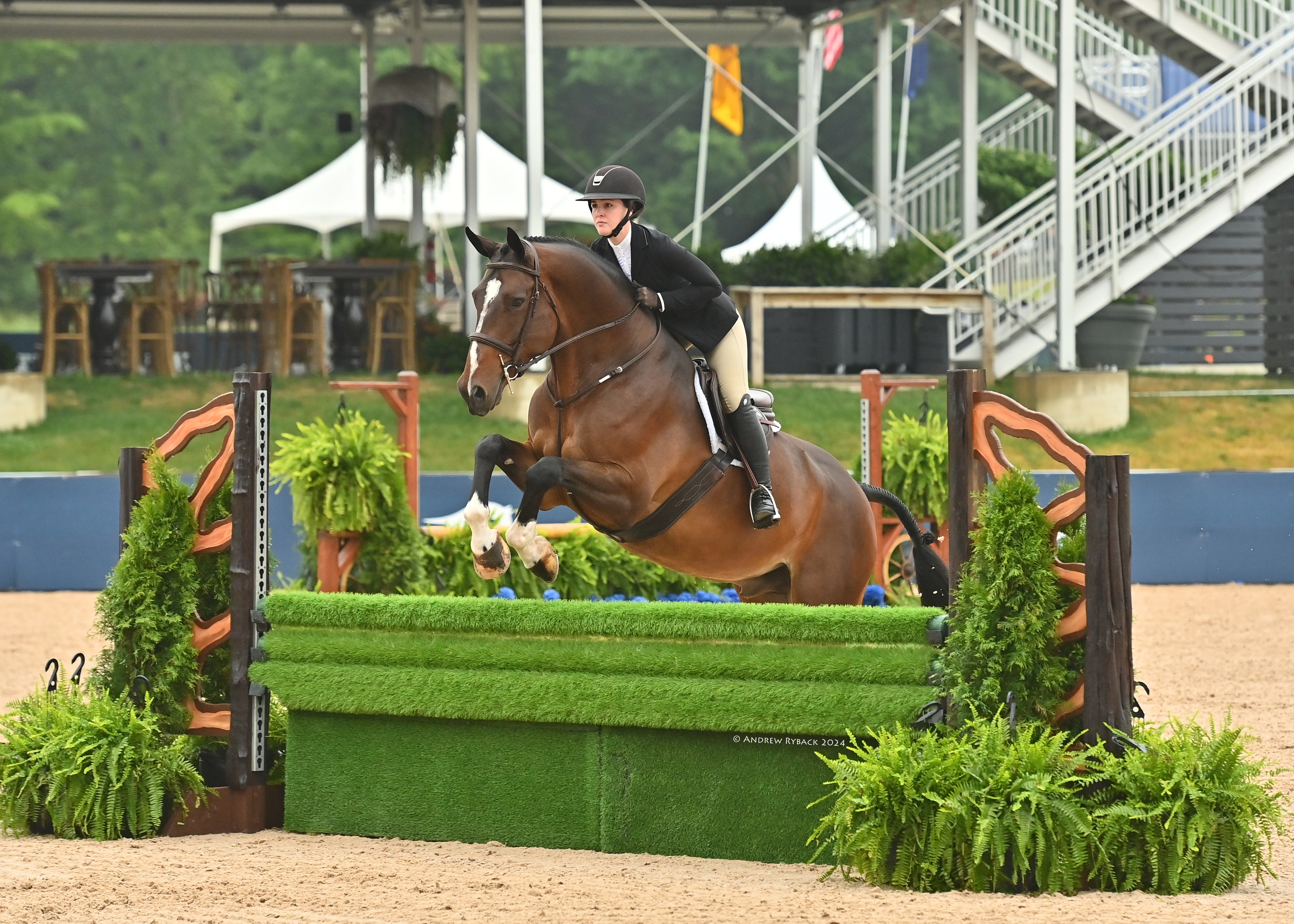 Jumpman Dutch Warmblood