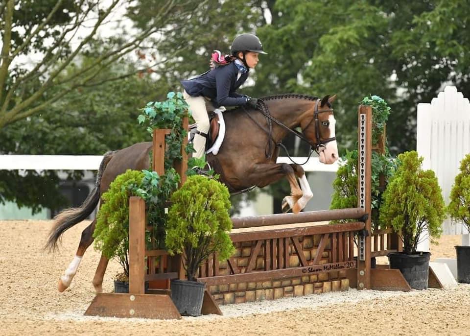 Never Enough Sweet Dreams Welsh Cross Hunter