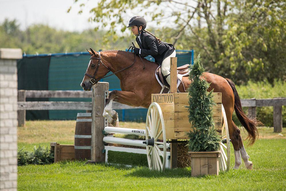 Made You Look Welsh Cob Hunter