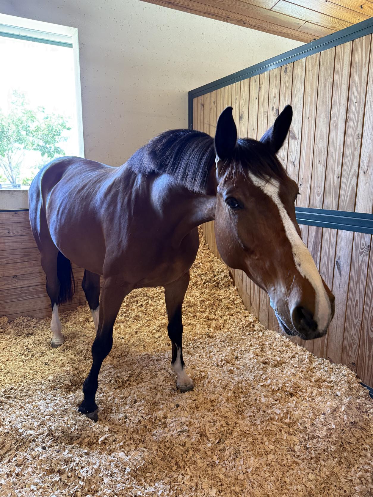 Arthur American Warmblood Jumper