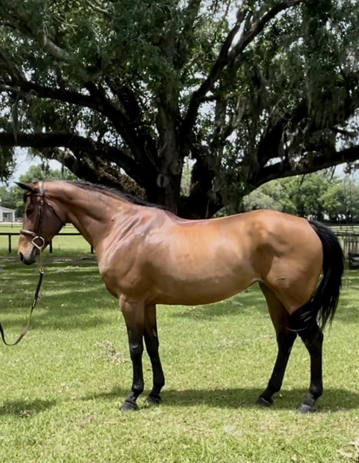 Wren B Canadian Warmblood Jumper