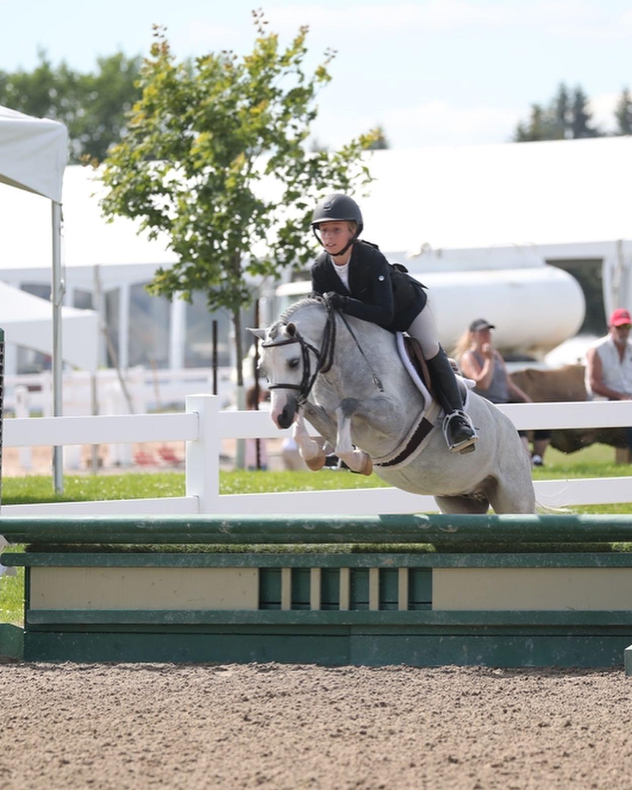 Captain Oats Welsh Pony Hunter