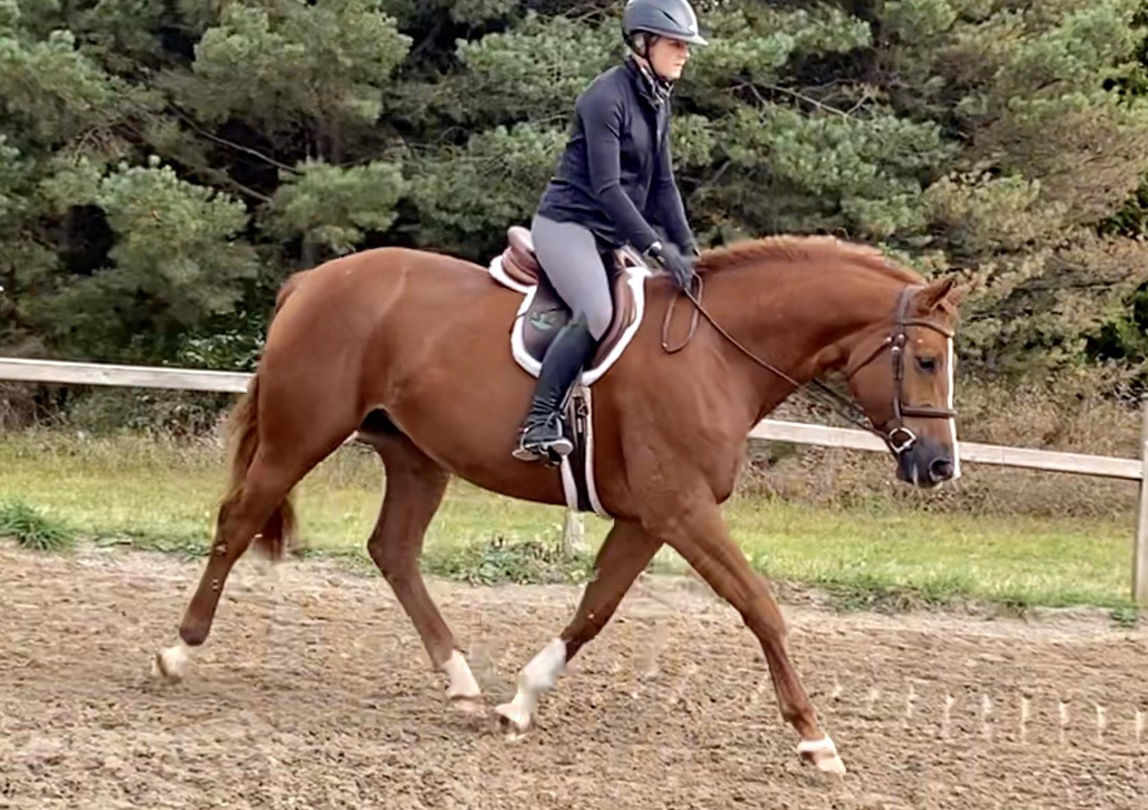 Arya Rose Warmblood Hunter