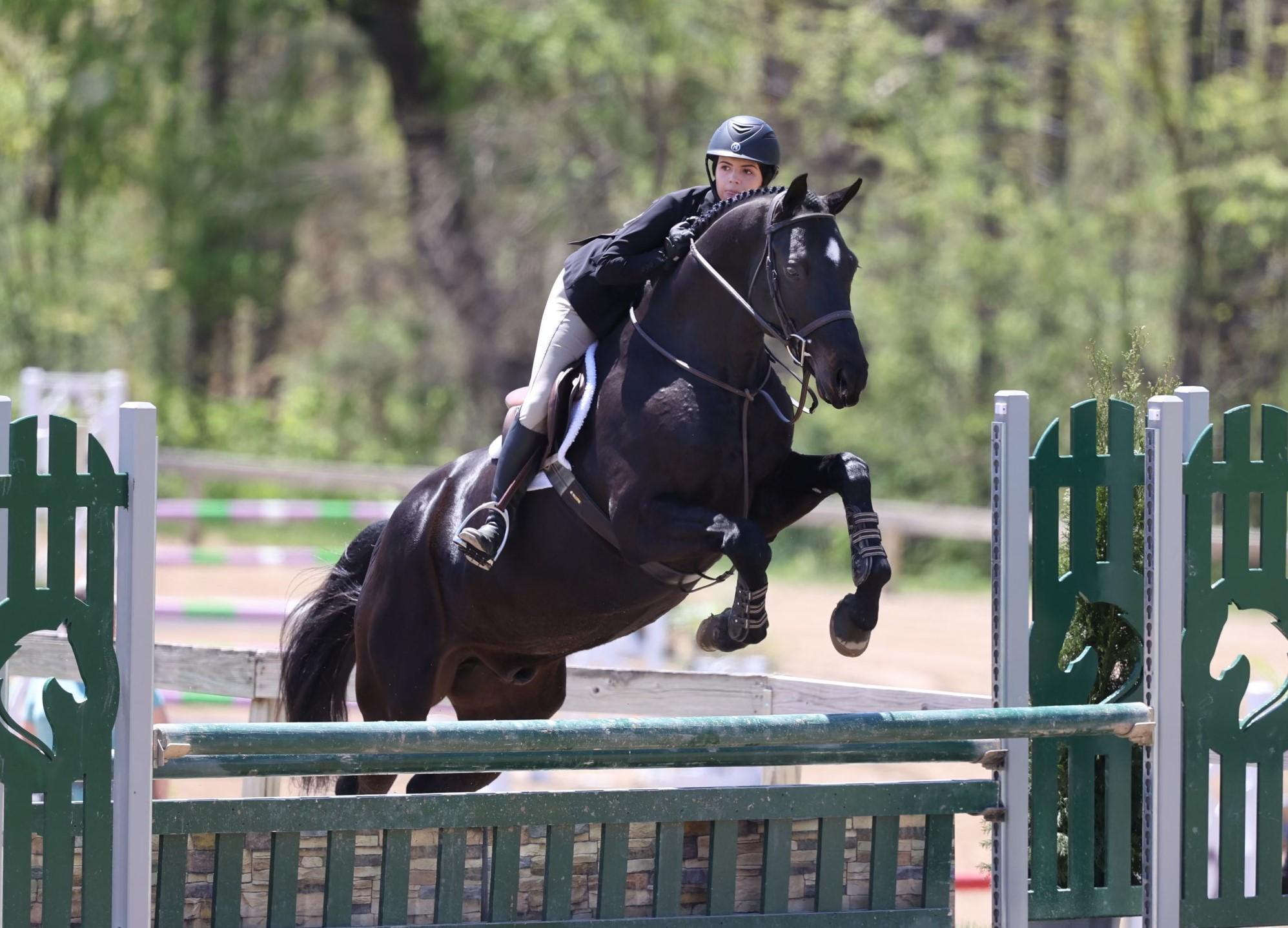 Checkmate Holsteiner Hunter