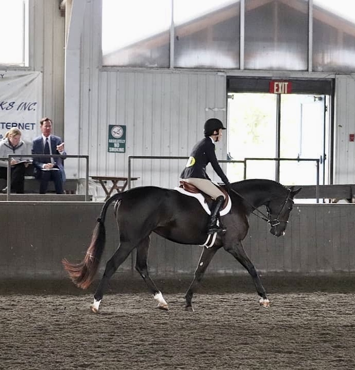 Pebble Beach Warmblood Hunter