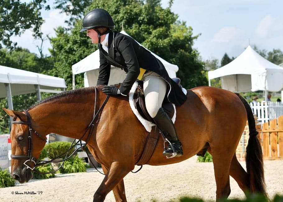 Living Large Quarter Pony Hunter