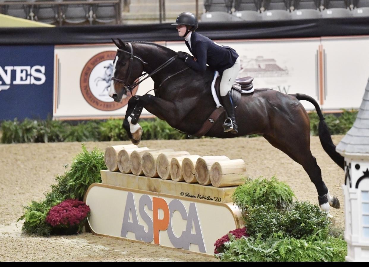 Lamiros German Warmblood Equitation