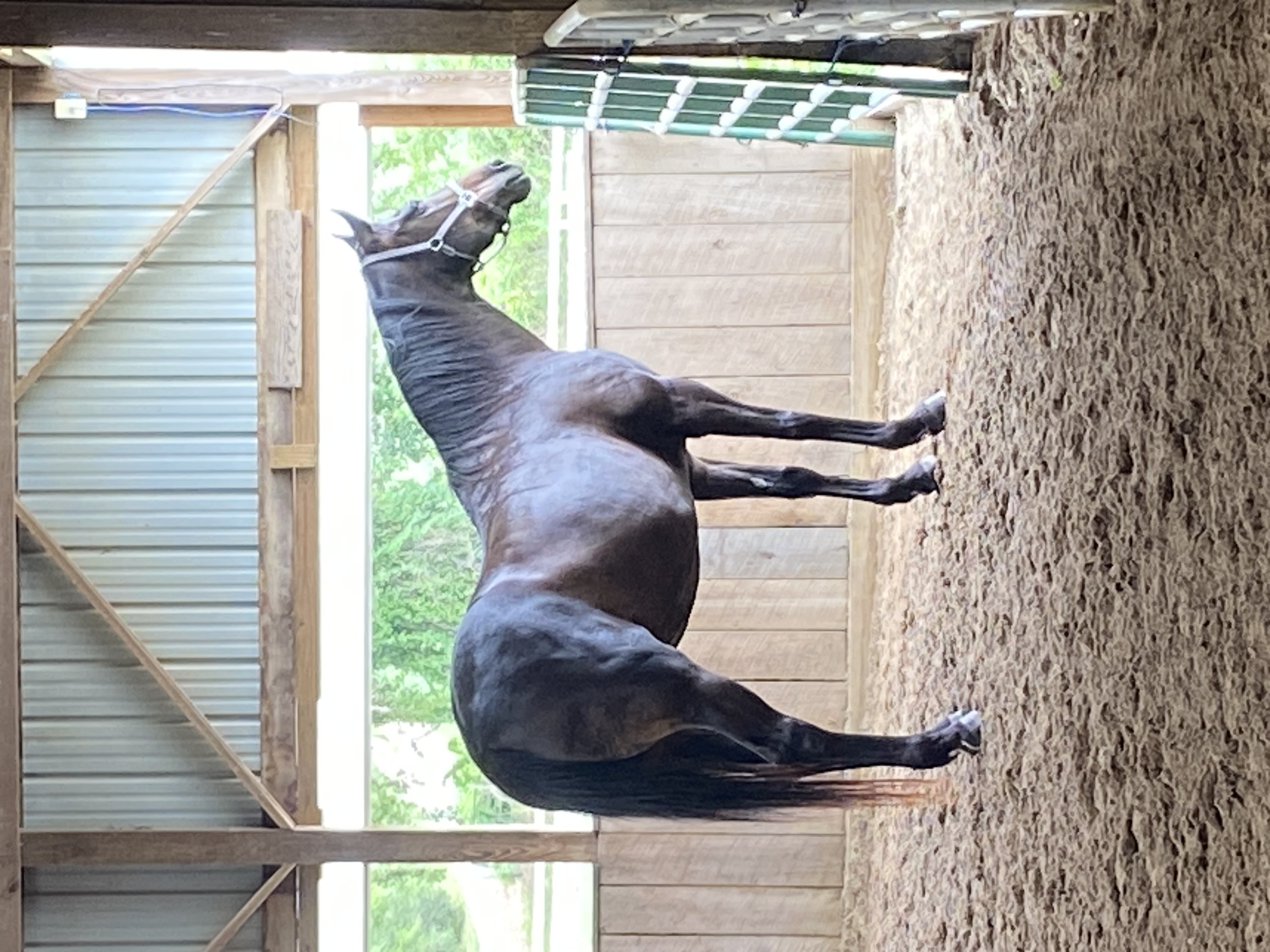 Dakini Hanoverian Hunter