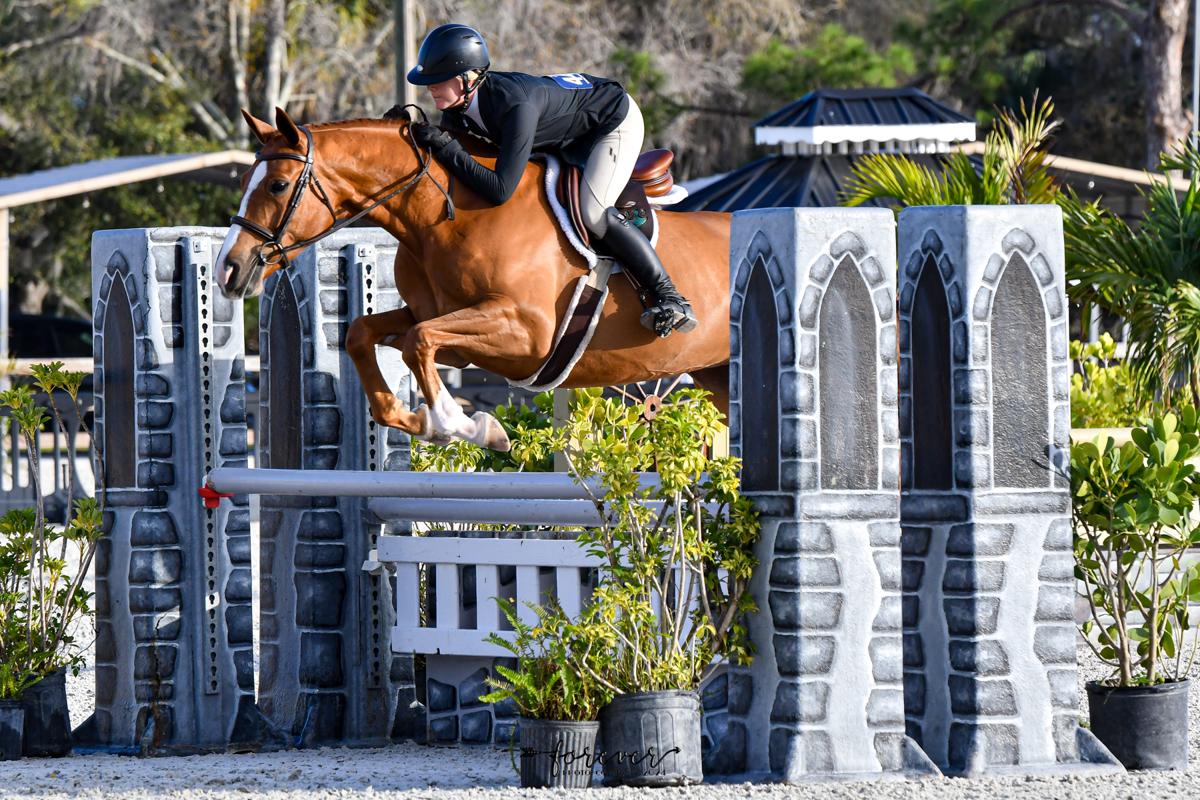 Arya Rose Warmblood Hunter