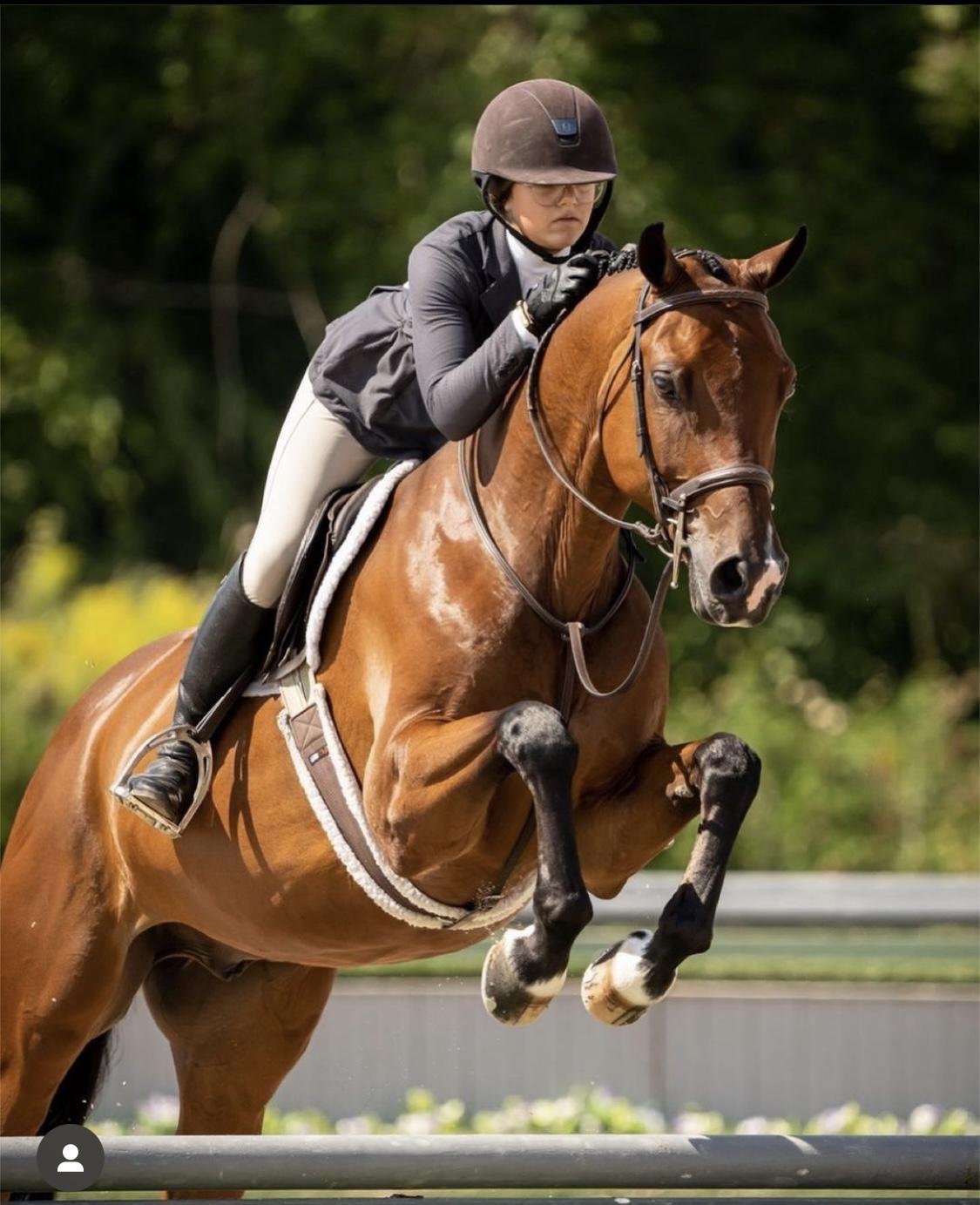 Hamilton Dutch Warmblood