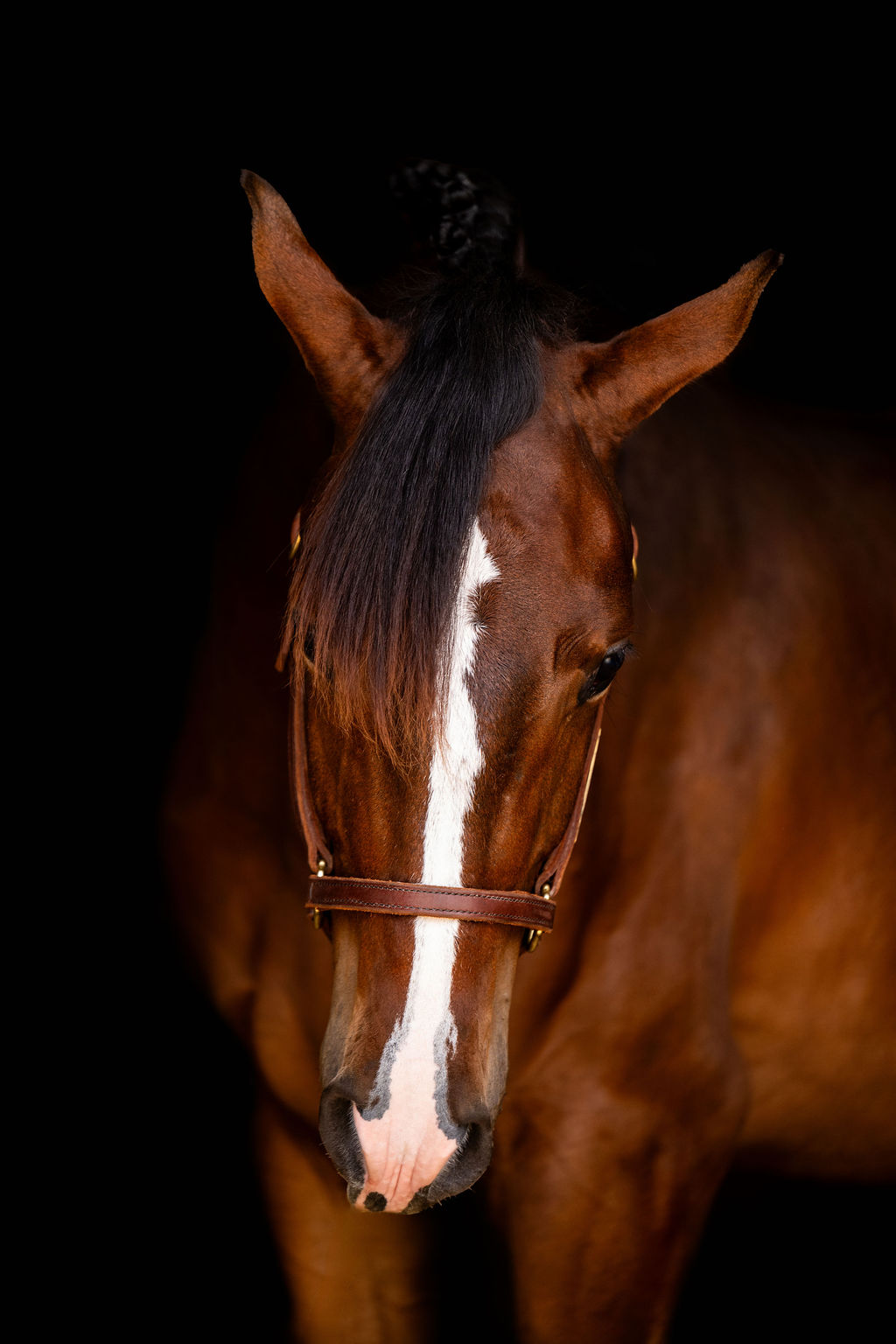 Kylo Warmblood Hunter