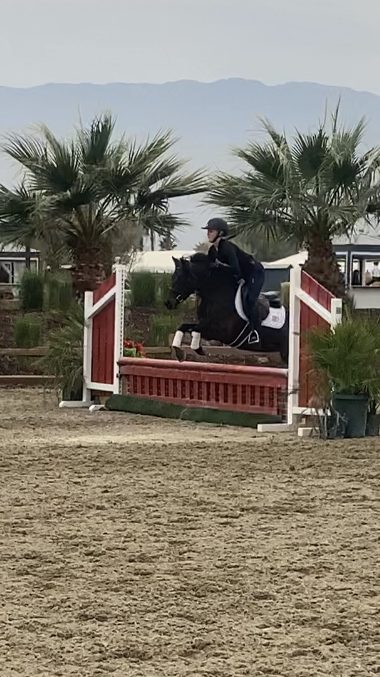 Shelly Welsh Pony Hunter