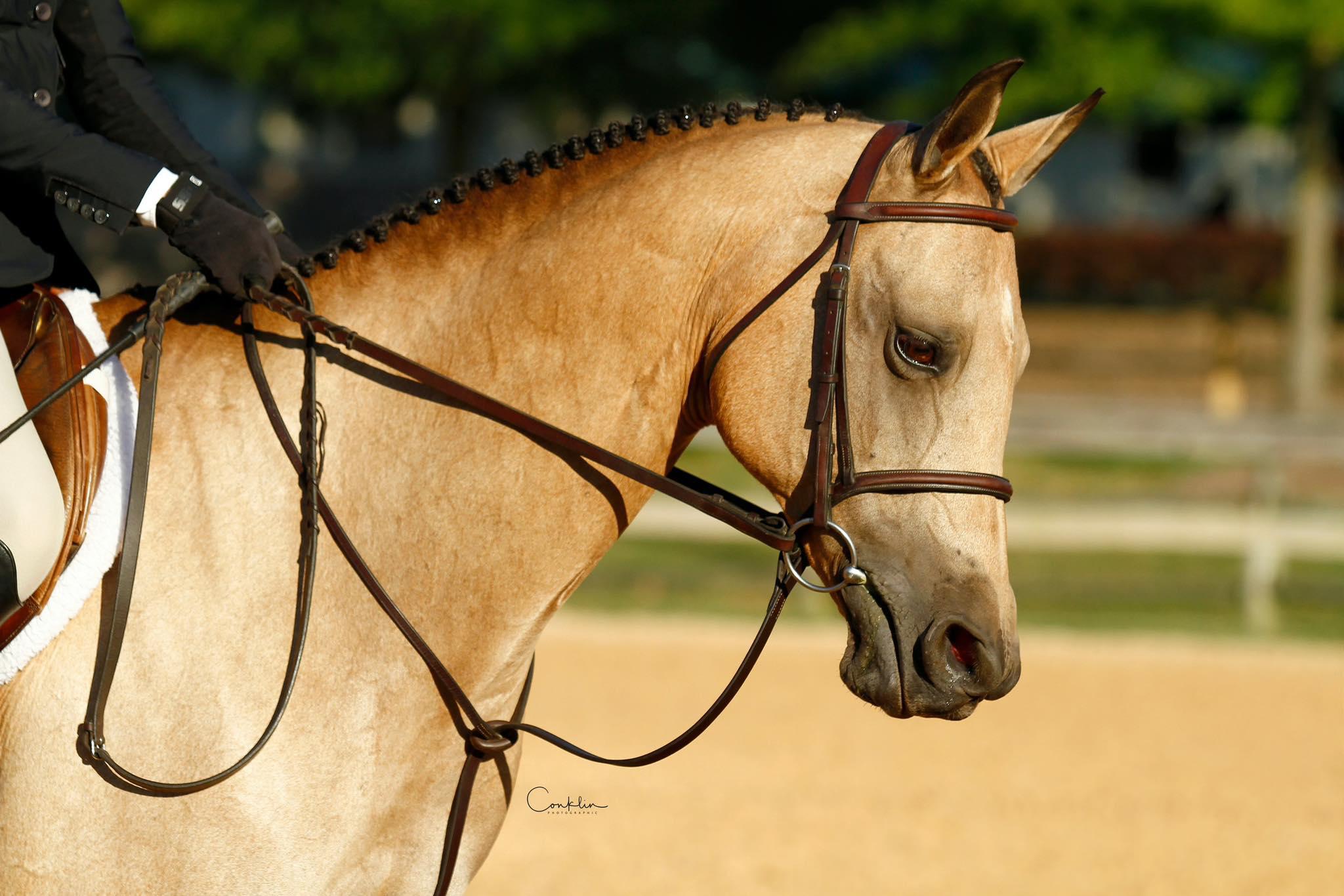 Hollywood Halo Other Breed Hunter