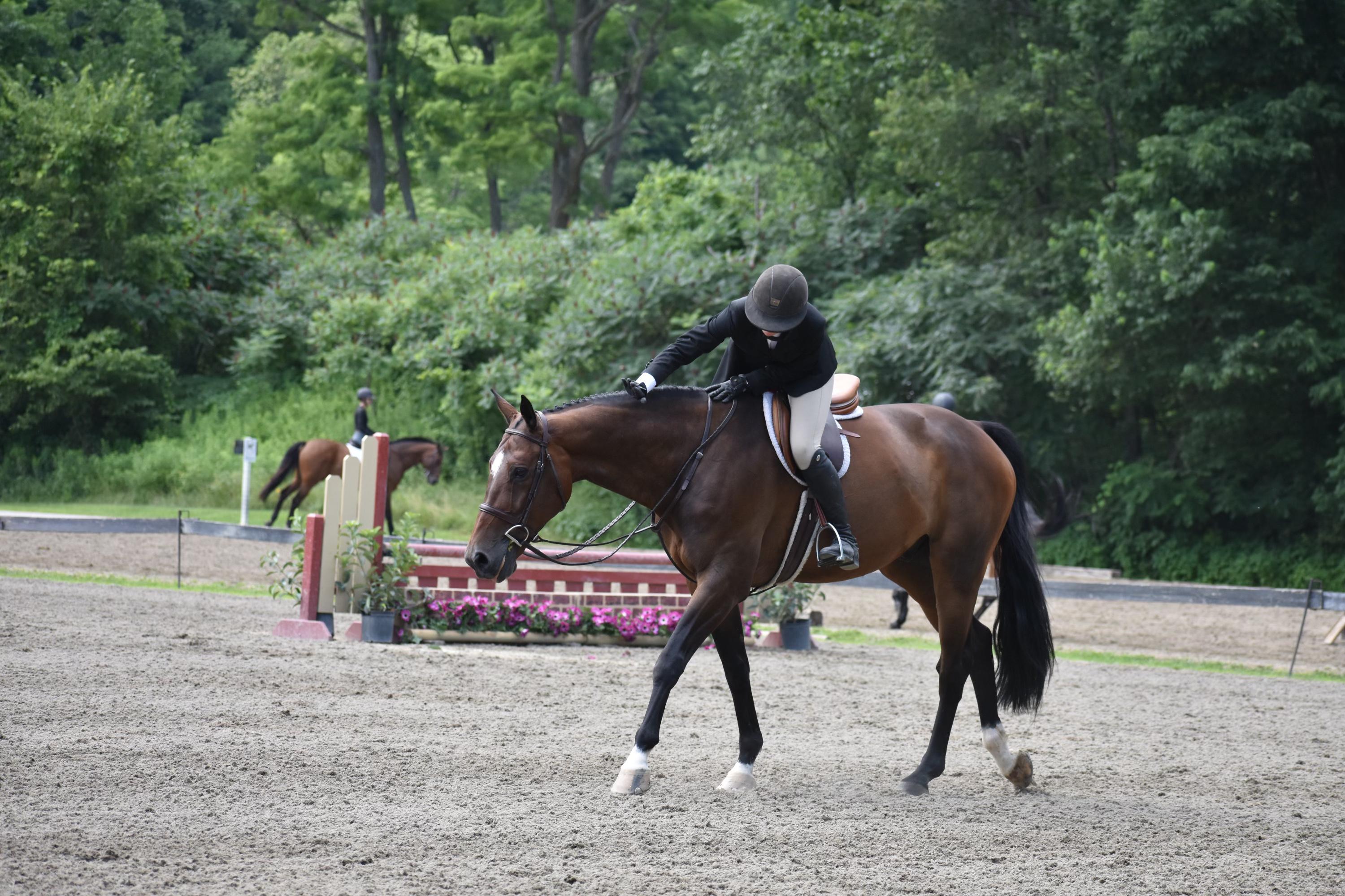 Vivaldi Warmblood Hunter