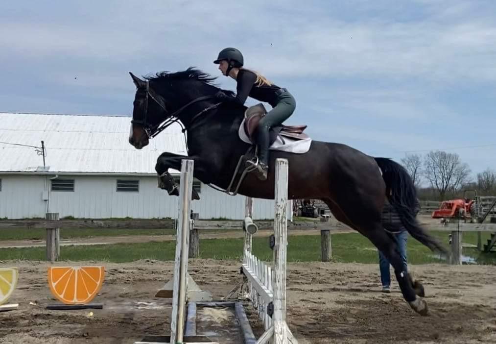 Santos Hanoverian Equitation