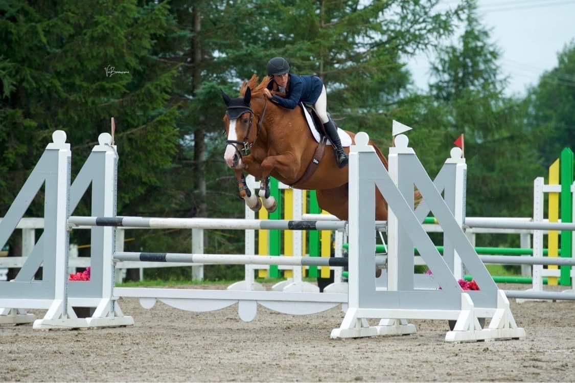 KARISMA DE LA MALASUDE Belgian Warmblood Jumper