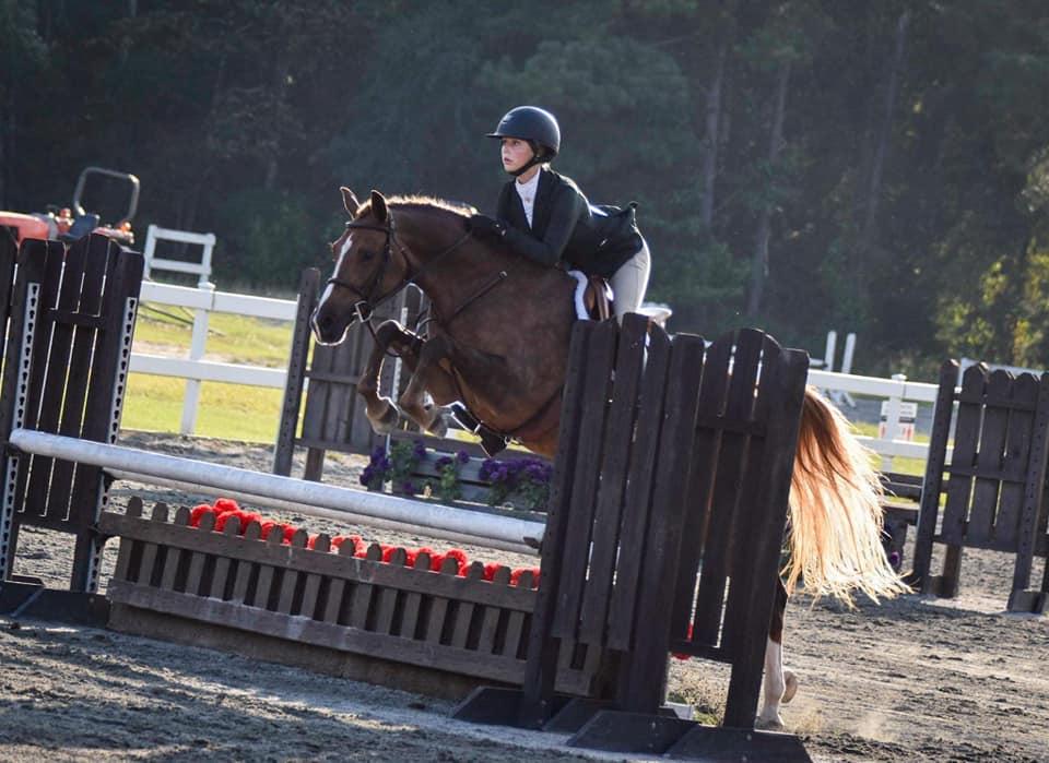 Glamorous Welsh Cross Hunter