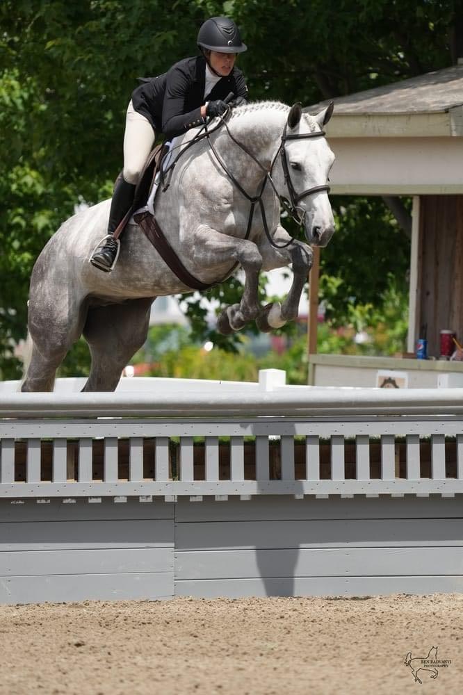 Beaulieu's Center Stage Warmblood Hunter