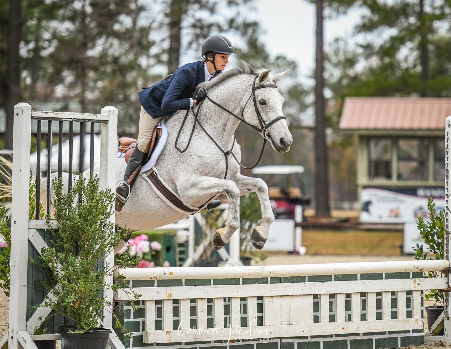 Vivaldi Warmblood Hunter