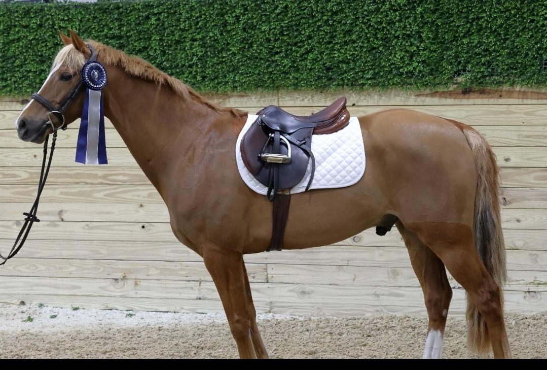 Reynard Twix Welsh Cross