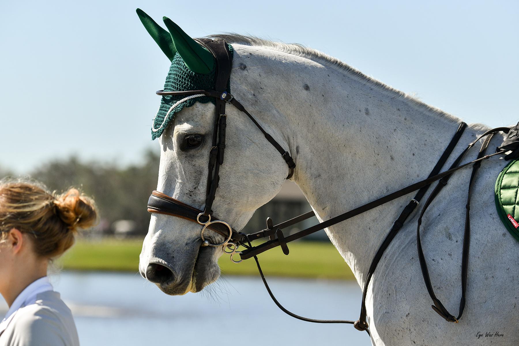 Dapper Gray TB Jumper