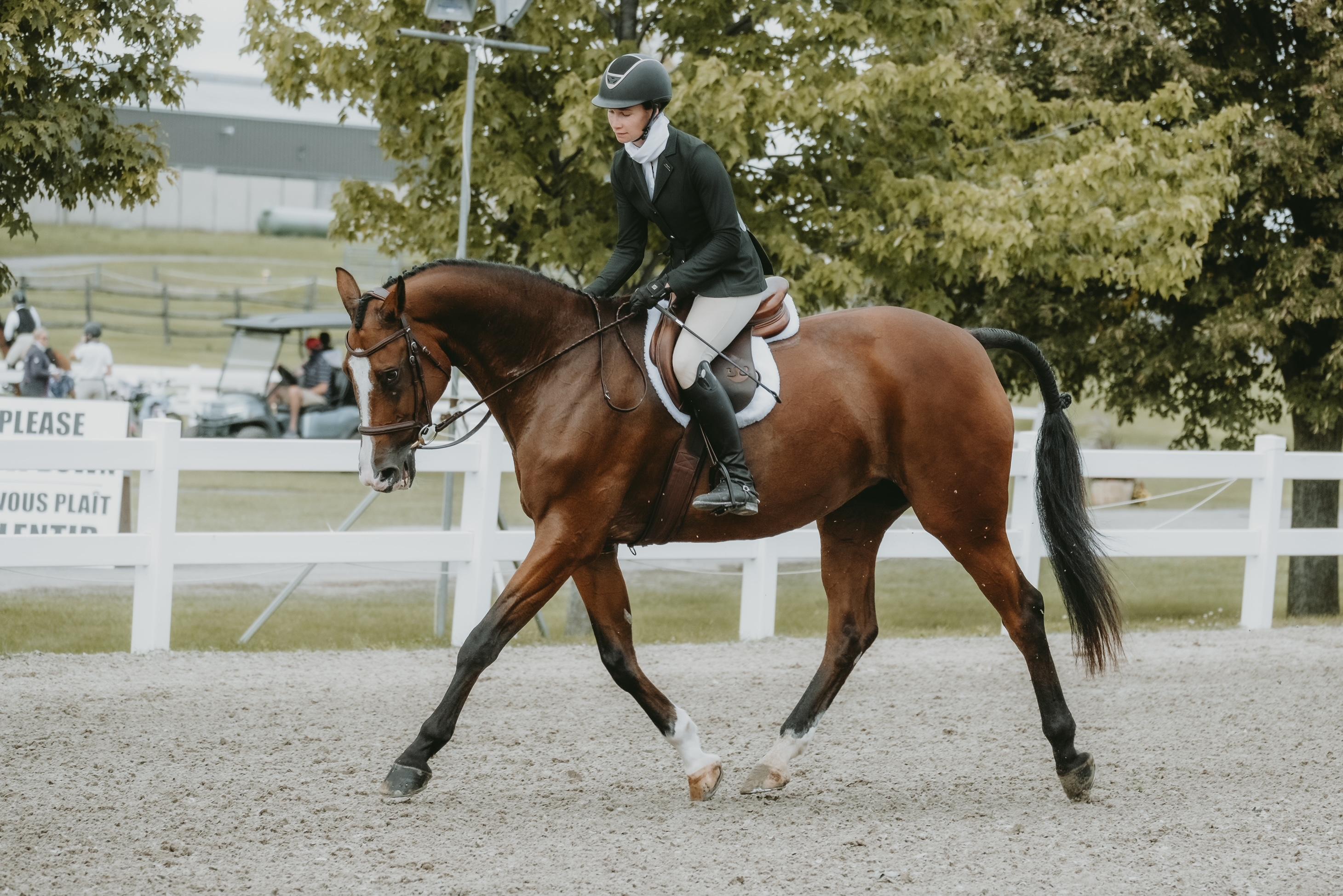 Beaulieu’s Poker Face Warmblood Hunter