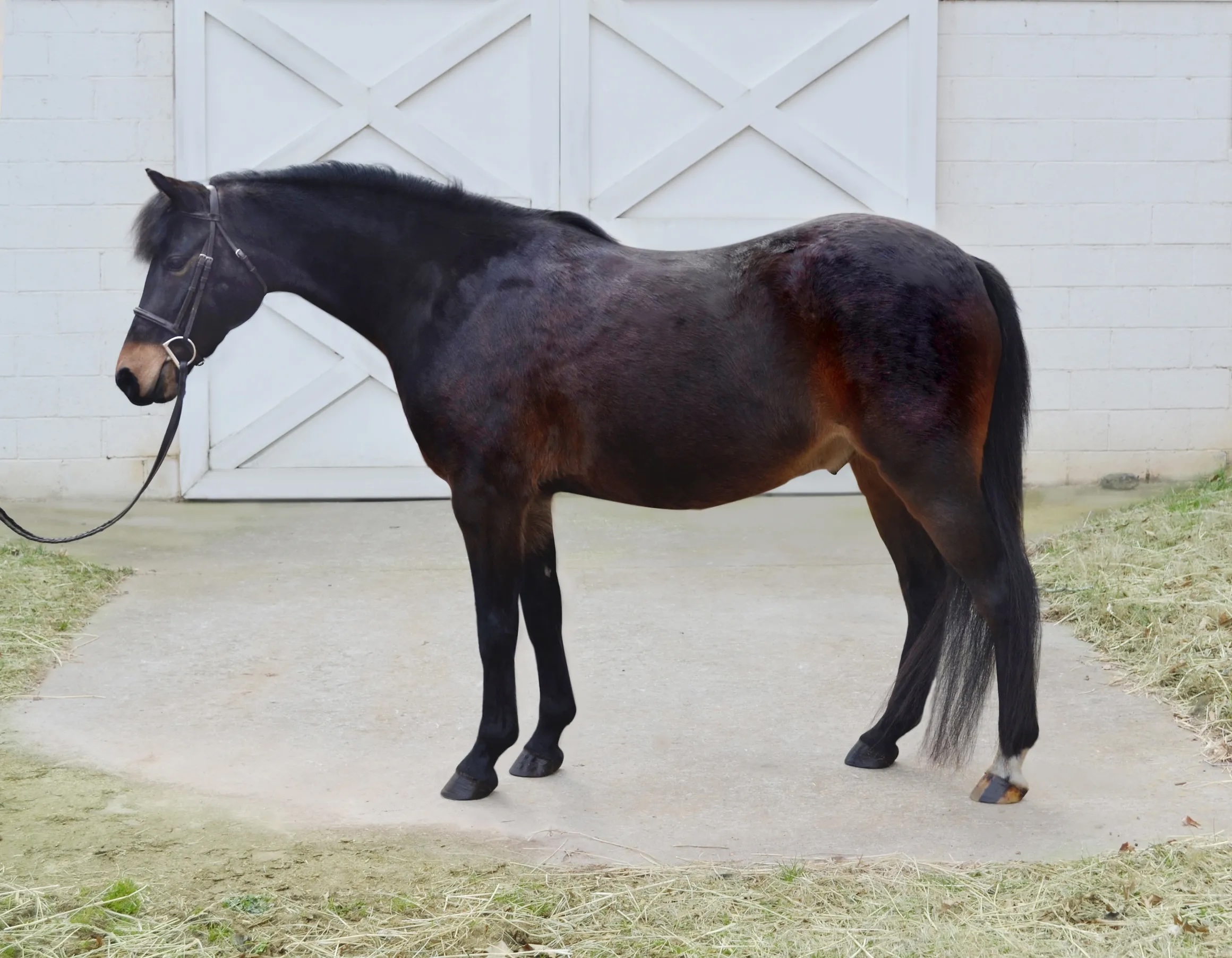 Winning Point Welsh Cross Hunter